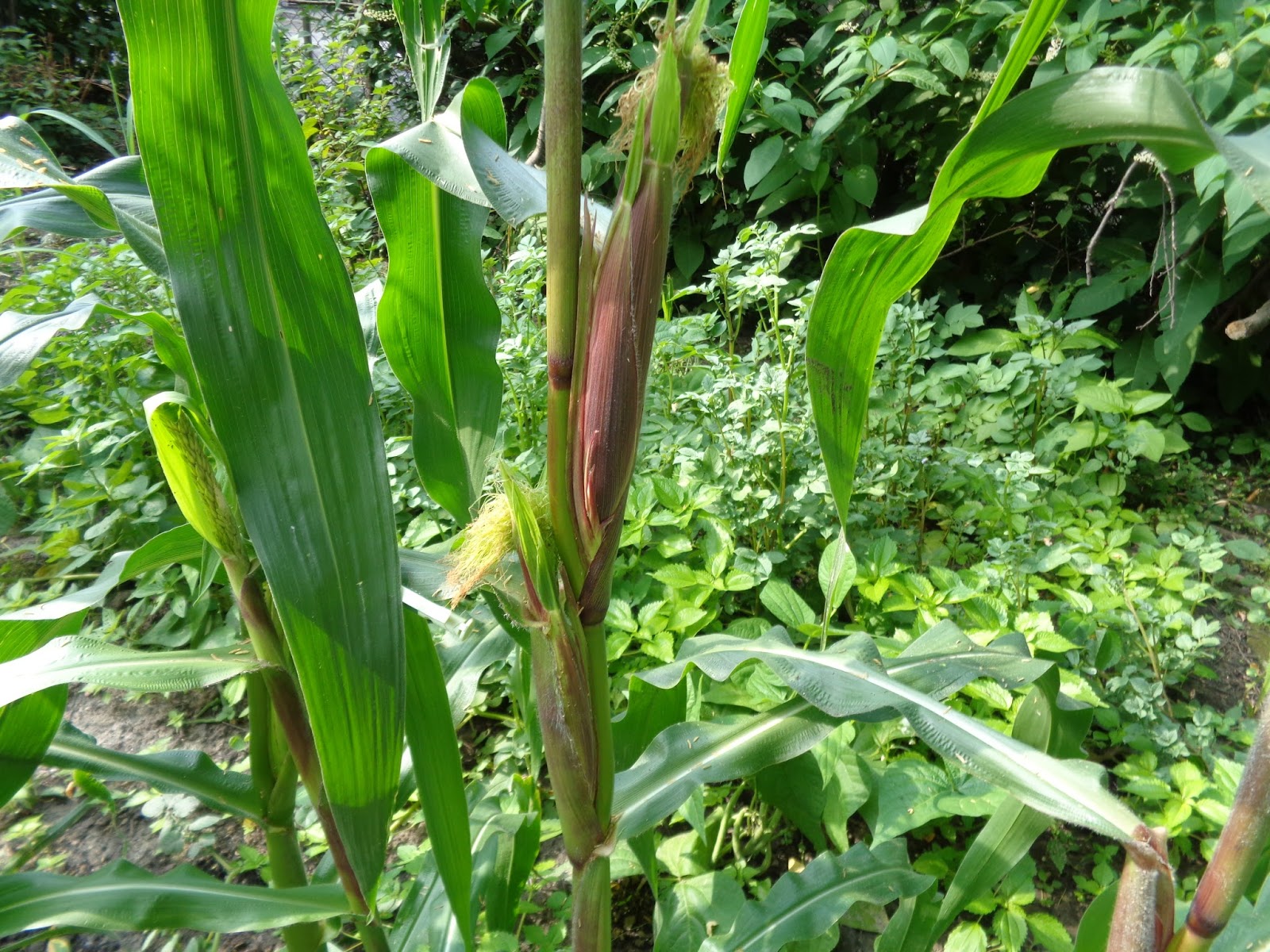 The Perennial Agriculturalist: corn, maize...i call it zea