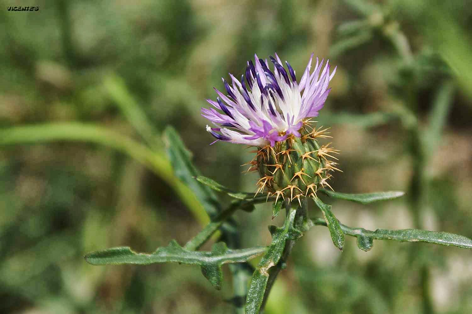 Las flores silvestres de Hormaza: Centaurea aspera subsp. aspera