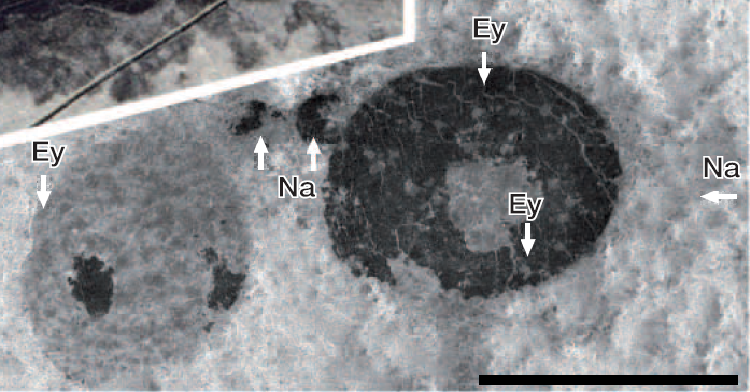 PaleoStories: Metaspriggina e la primitivà degli gnathostomi