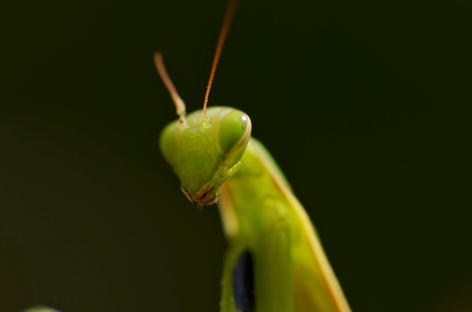 Čarovnije z male kmetije: Bogomolka