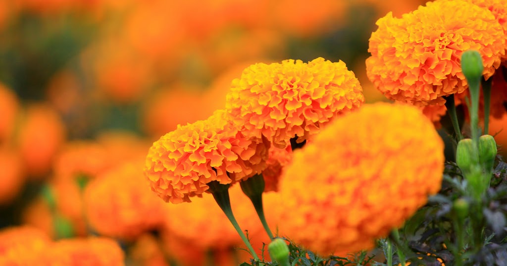 Bunga yang Tidak Boleh Dipakai Sembahyang Dalam Hindu - NutrisiMedia