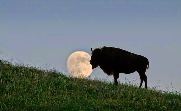White Wolf : Big Leaf Moon (Mohawk): Native American May’s Full Moon ...