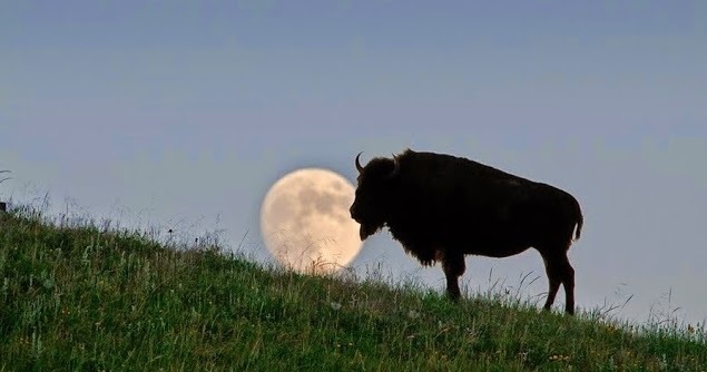 White Wolf : Big Leaf Moon (Mohawk): Native American May’s Full Moon ...