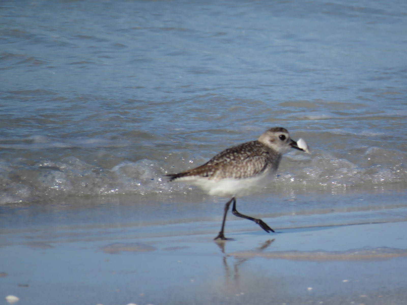 Bird & Travel Photos, Birding Sites, Bird Information: NONBREEDING ...