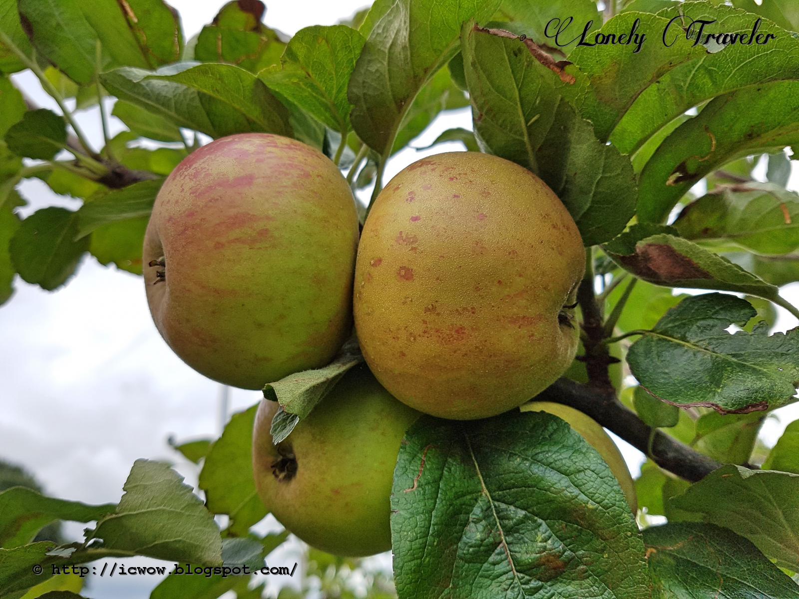 Apple flower - Malus pumila
