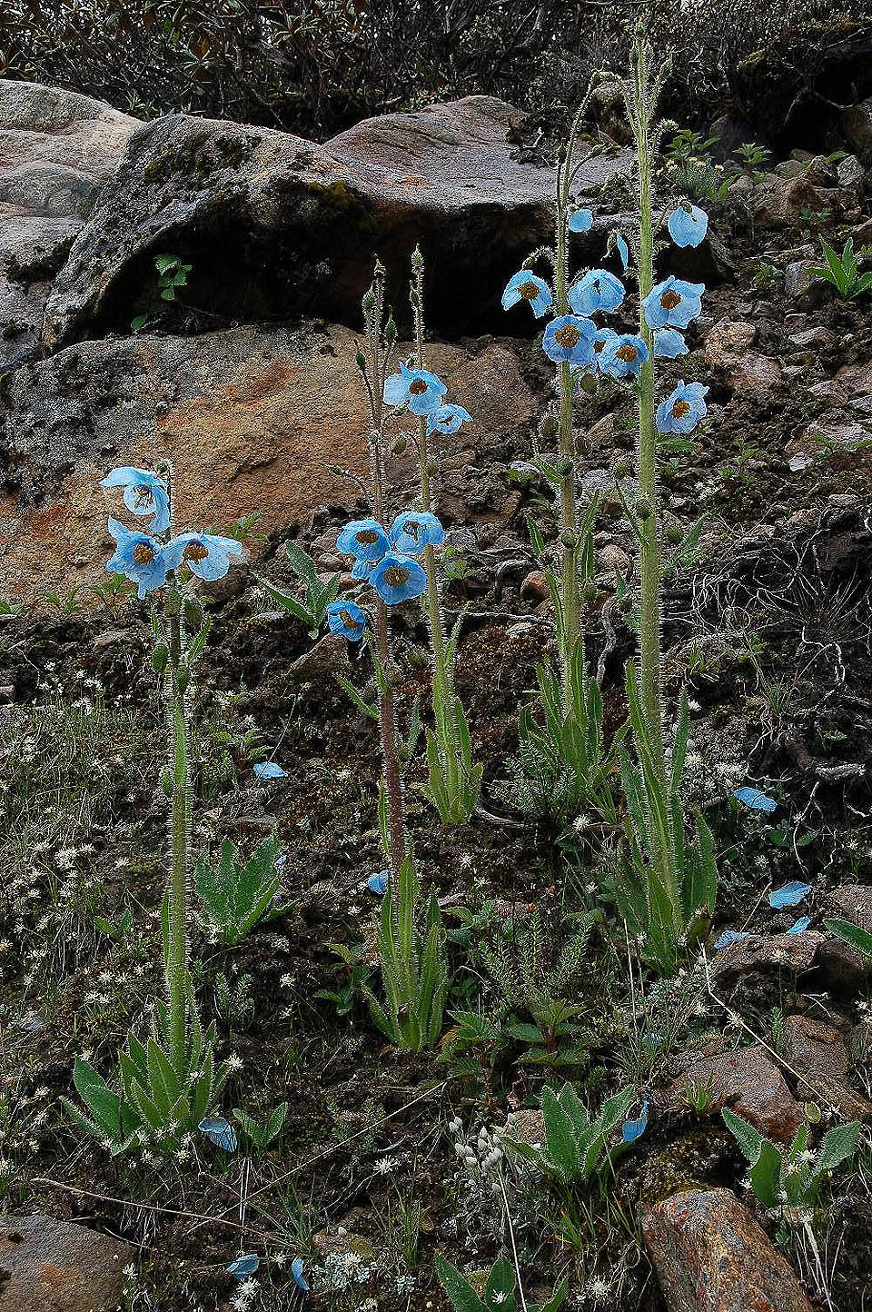 Meconopsis World - A Visual Reference: Spiny Leaved Blue Plain Leaves ...