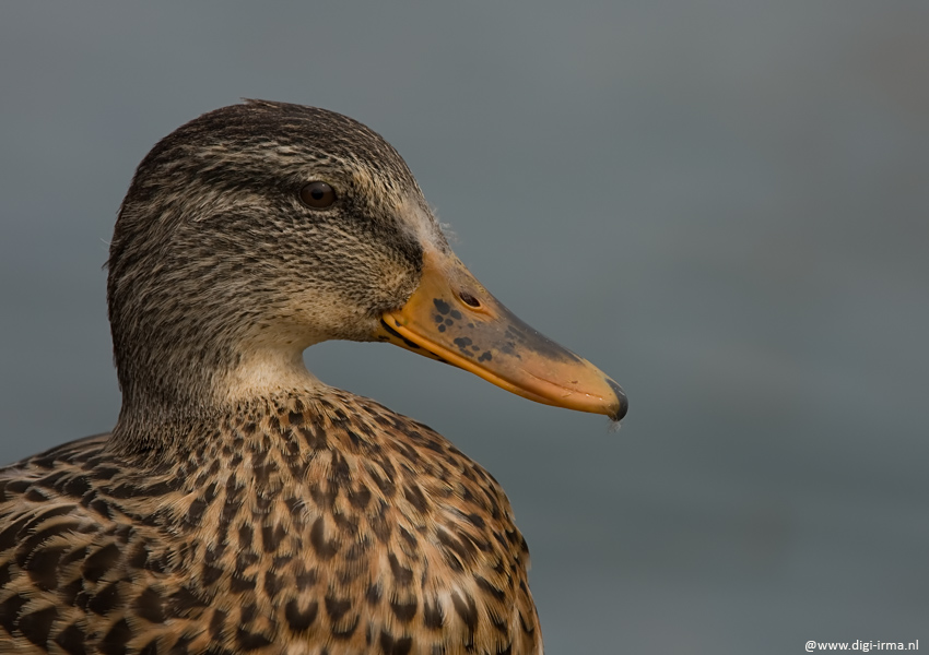 Irma's Natuurbeleving : Wilde Eenden