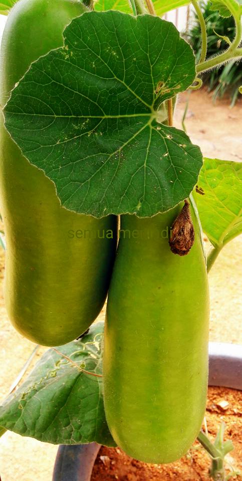 Semua Menjadi: Cameron Highland Lagi - Sayuran