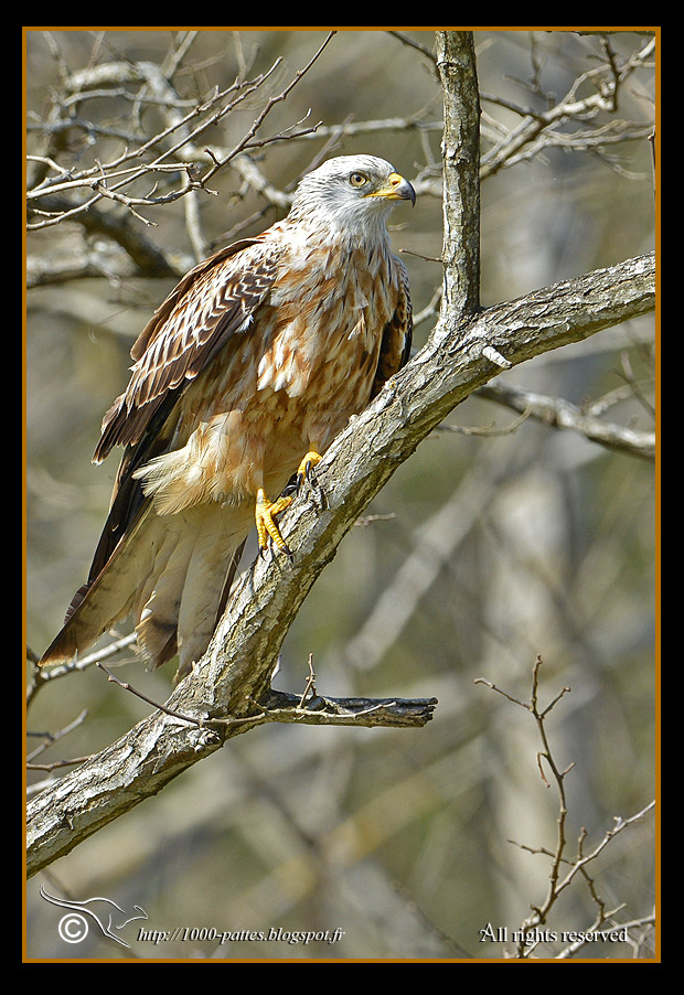 WILDLIFE GATEWAY: Milan royal