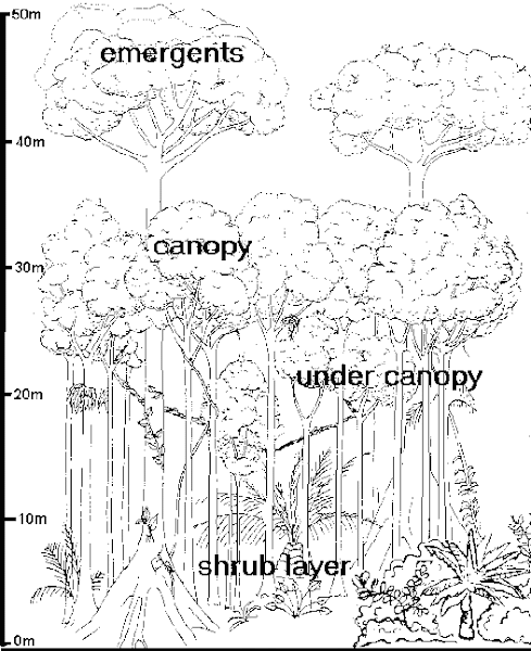Tropical Rainforest Layers Facts Sketch Coloring Page