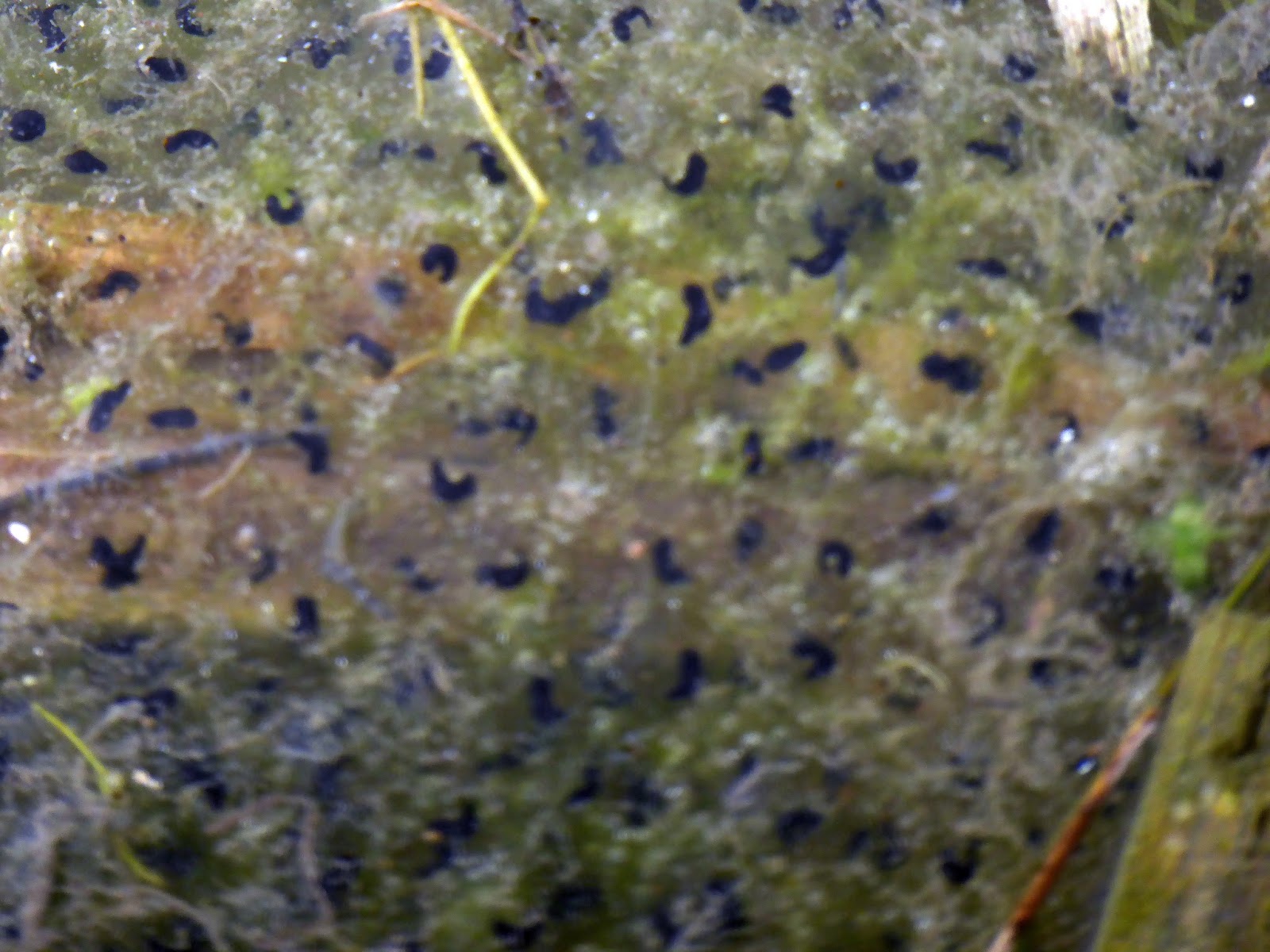 Wild and Wonderful: Seasonal First: Frogspawn in Sudbury