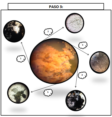 BIOLOGÍA HUMANA: HONGOS EN EL PAN