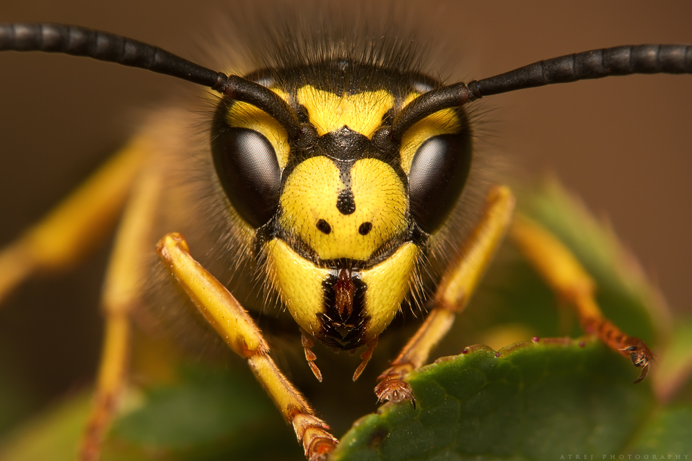 Atrej photography: osa obyčajná