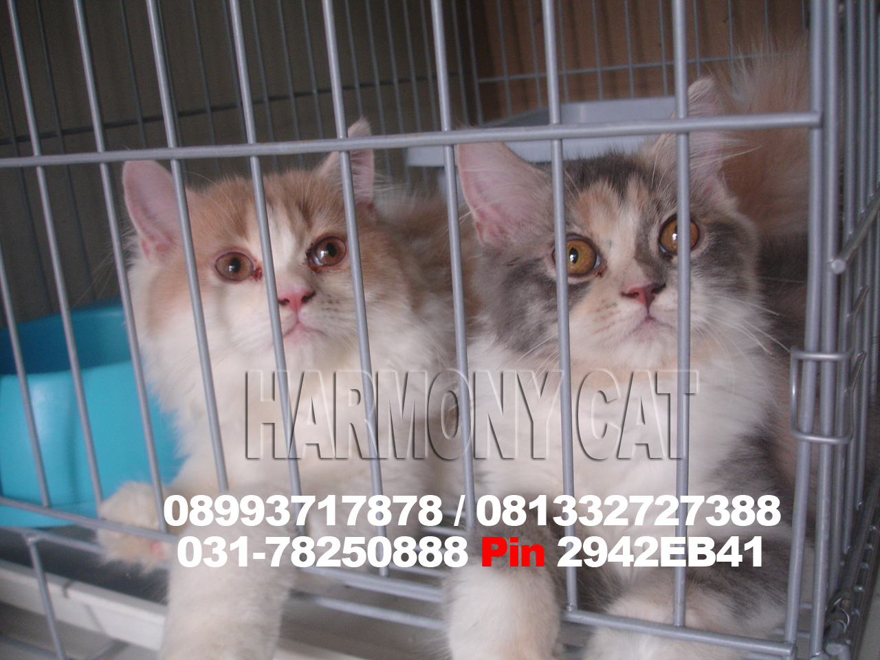 Hamster Dan Kucing Persia Murah Surabaya: KUCING BETINA 3 WARNA DI JUAL ...