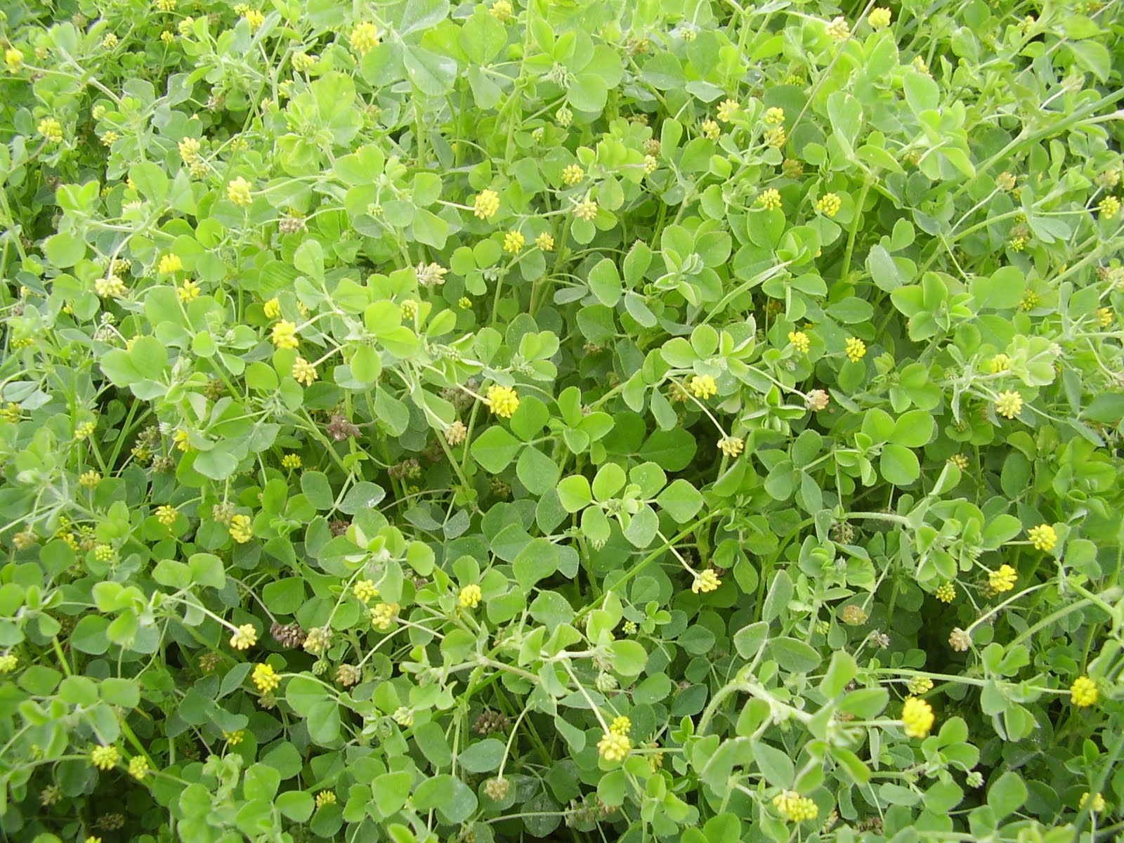 Naturaleza entrerriana: Medicago lupulina