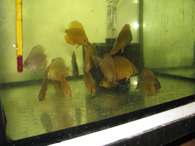 milloske-discus: Uparivanje i mrest riba