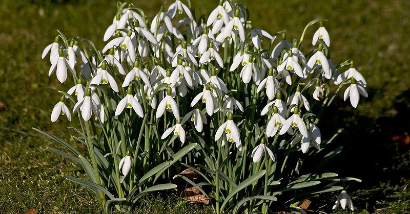 HOW TO PROPAGATE SNOWDROPS |The Garden of Eaden