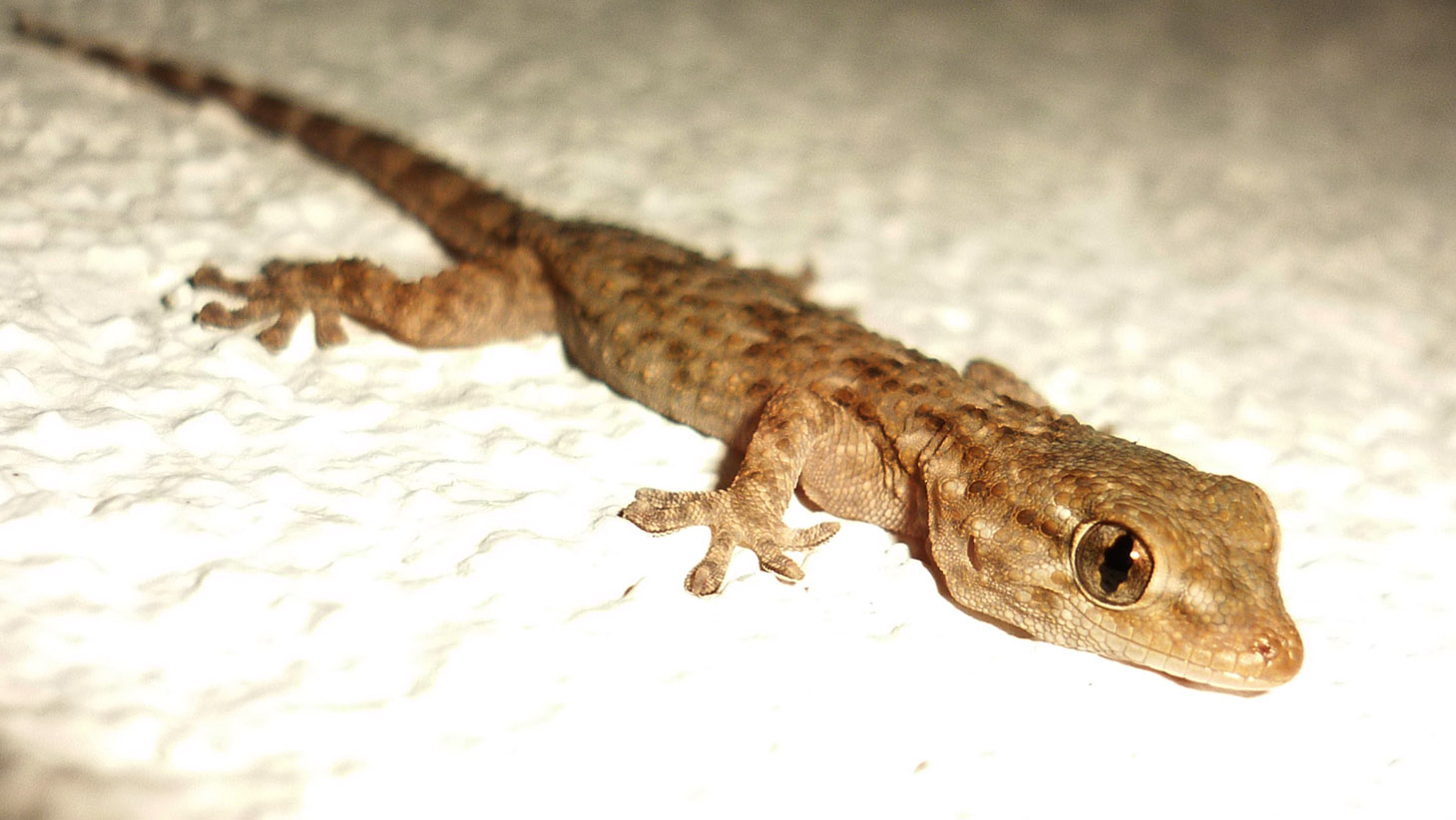 SERRA NATUREZAS: Osga (II)