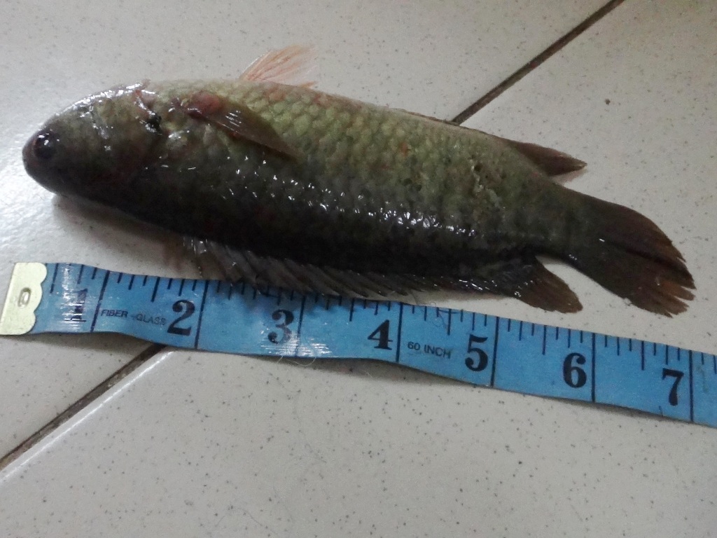 PHOTOGRAPHY, SNAP AND SHARE: ikan puyu