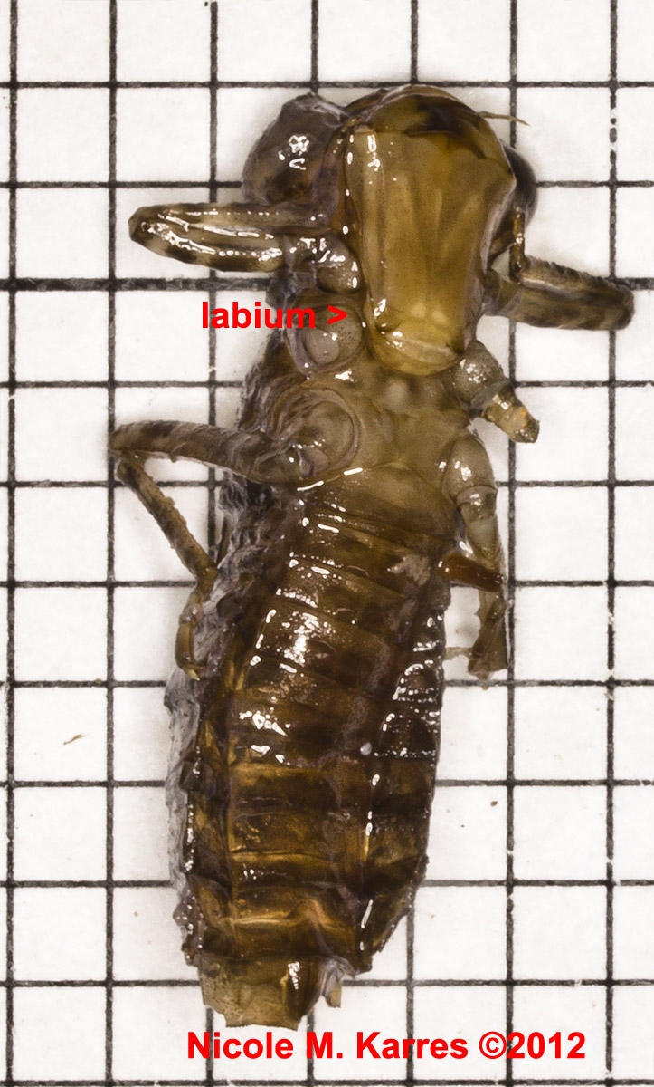 Notes on Urban Ecology: The prementum and other insect mouthparts