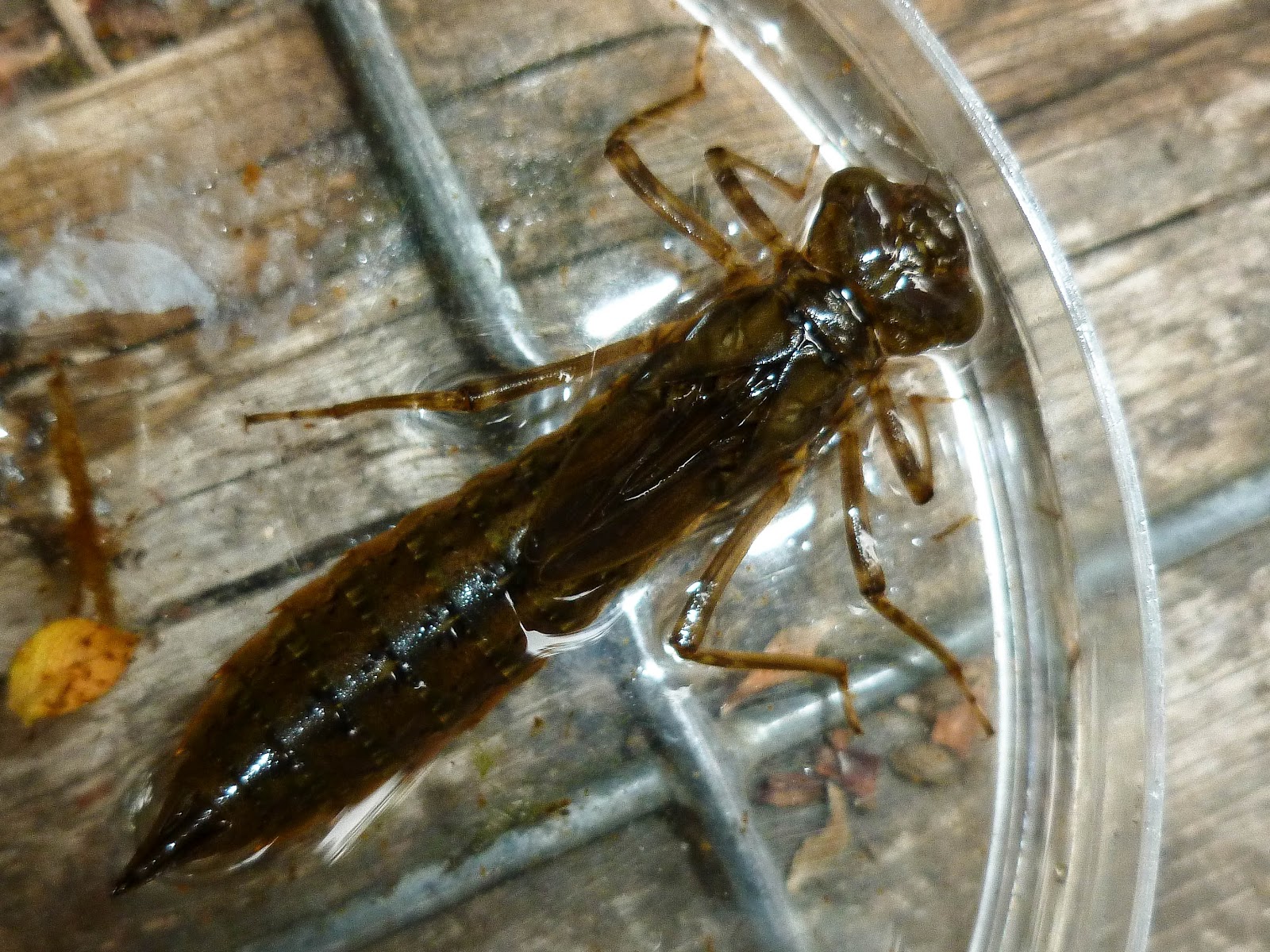 North Wales Bug Blog: Dragonfly Nymph - terror of the pond dipping pond!