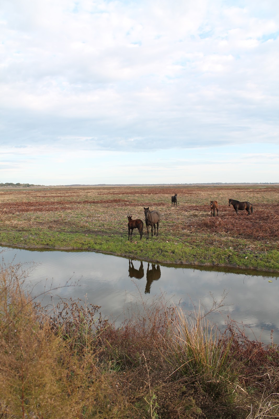 Paynes Prairie Preserve State Park
