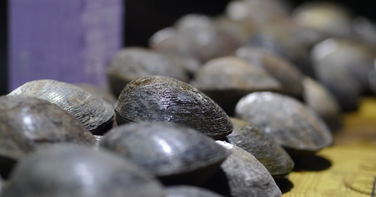 The Aquaculturists: 10/01/2017: State’s shellfish aquaculture program ...