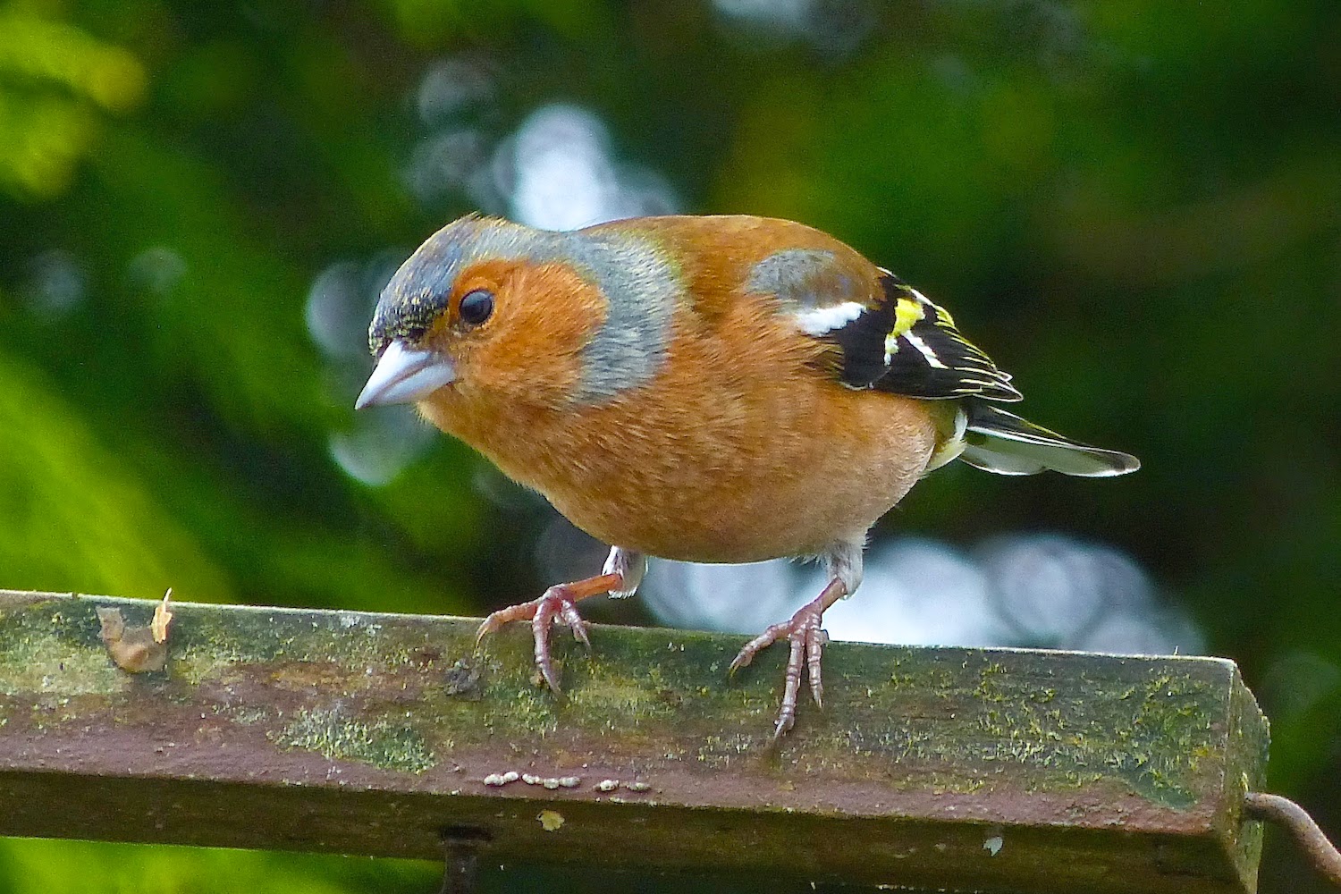 A Kilchoan Diary: Small Bird News