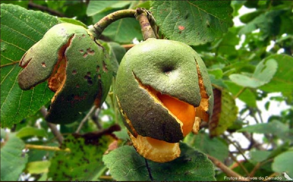 Caliandra do Cerrado: Conhecendo o pequi