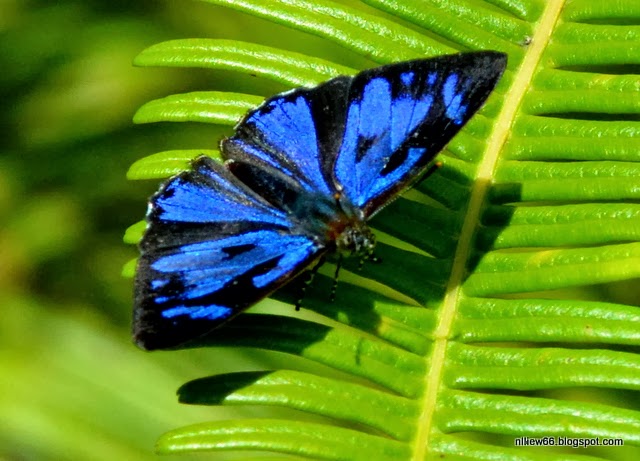 The Forested Path (and Beyond): BUTTERFLIES of RAUB: The Blue Gem ...