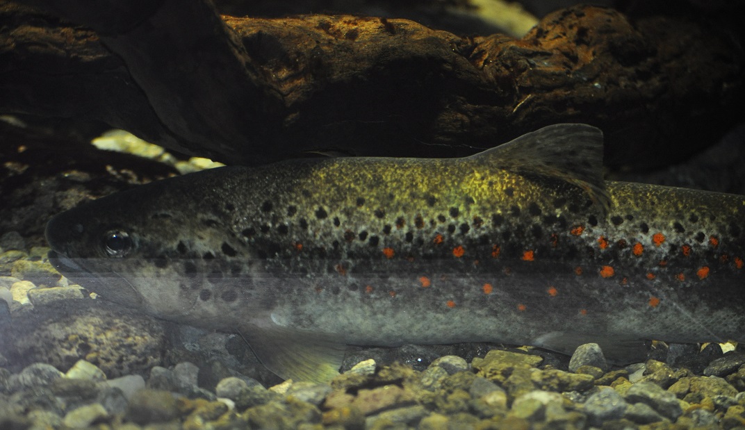 ZOOTOGRAFIANDO (6.100 ANIMALS): TRUCHA COMÚN / BROWN TROUT (Salmo trutta)
