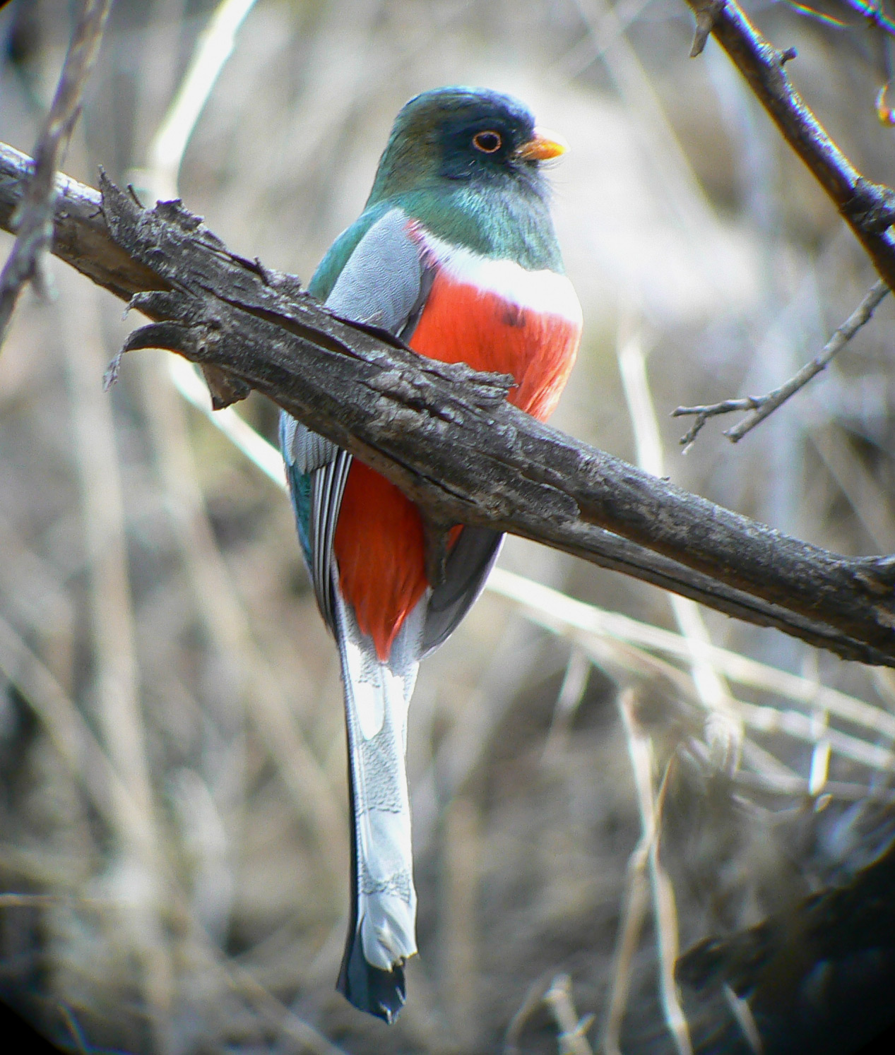 Pioneer Birding: AZ - Elegant Trogon - 01/10/13