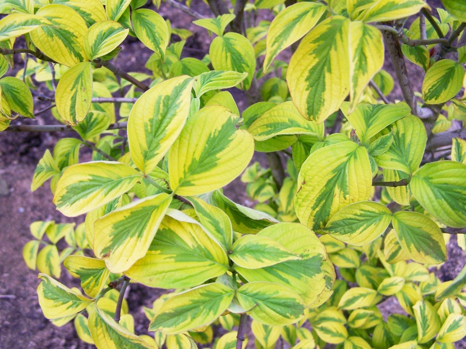 The Cherokee Dogwood Clan - The Dreamers