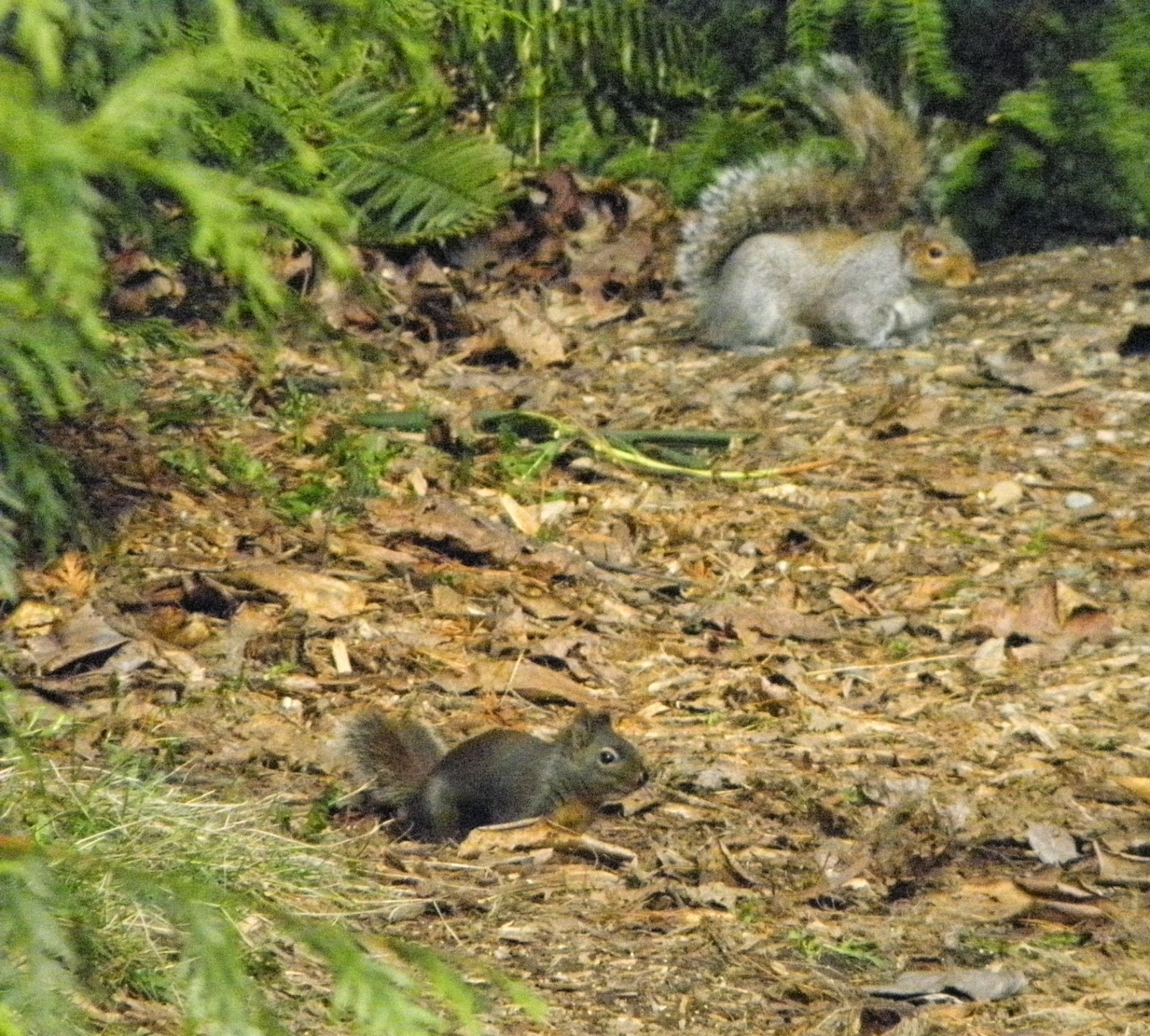 Shoreline Area News: For the Birds: Look Who’s Coming to Dinner (and ...