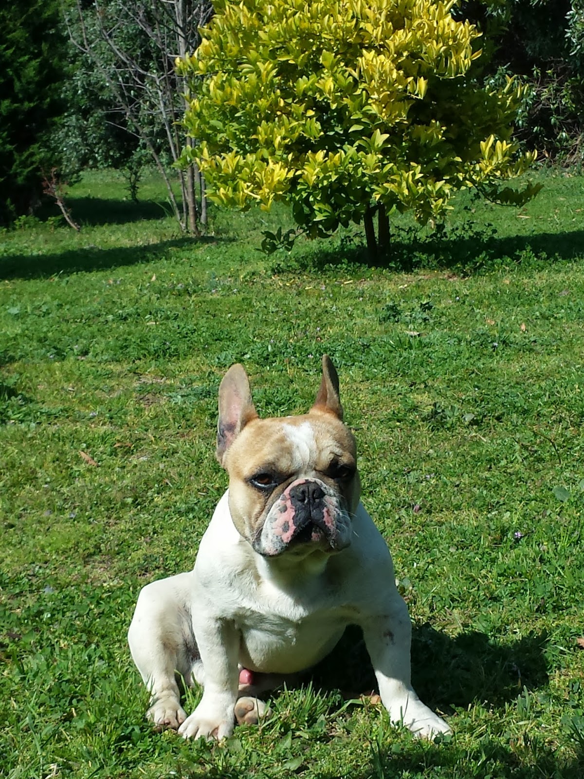 CRIADERO OTTERSTEIN: CRIADERO OTTERSTEIN BULLDOG FRANCES VIÑA DEL MAR