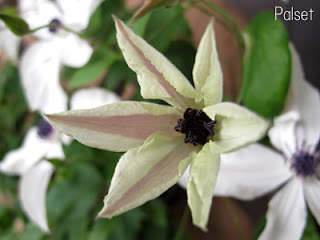 Clematis Times: ベランダ向きクレマチス