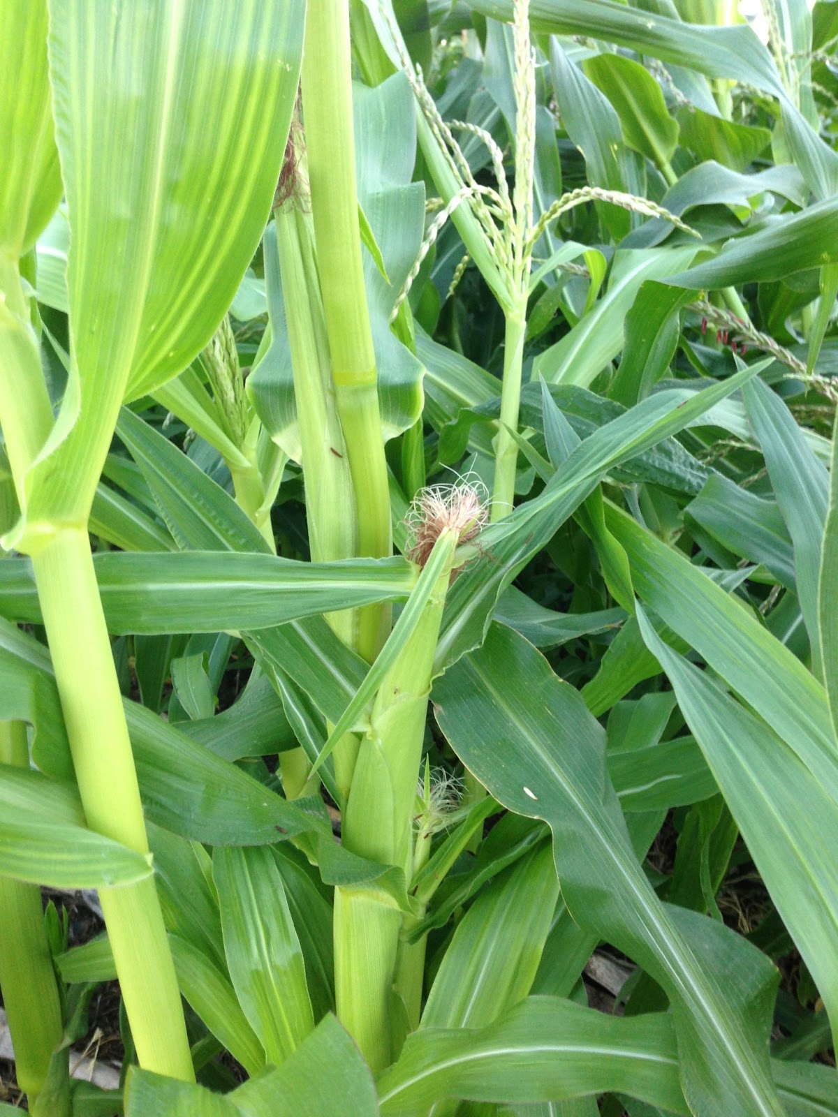 Medicine Gardens Diary: Update: Mandan Bride Flour Corn