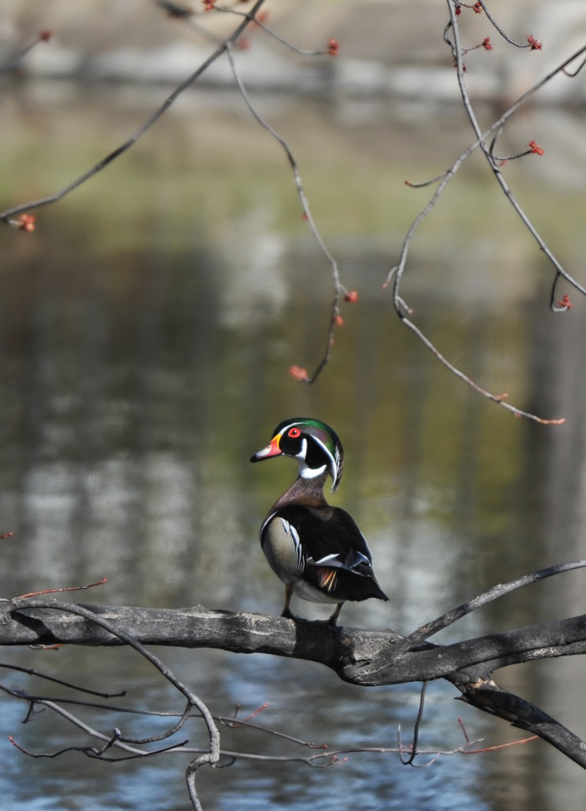 Eco-Evo Evo-Eco: The Wood Duck Rule in Ecology and Evolution