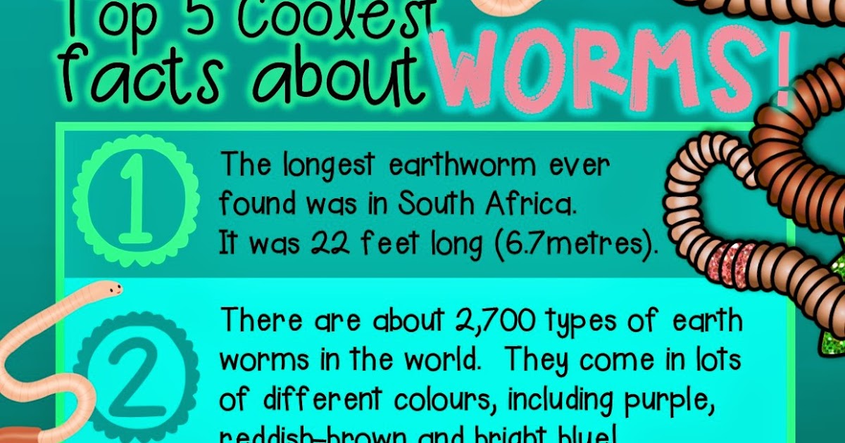 Green Grubs Garden Club Top 5 Coolest Facts About WORMS 