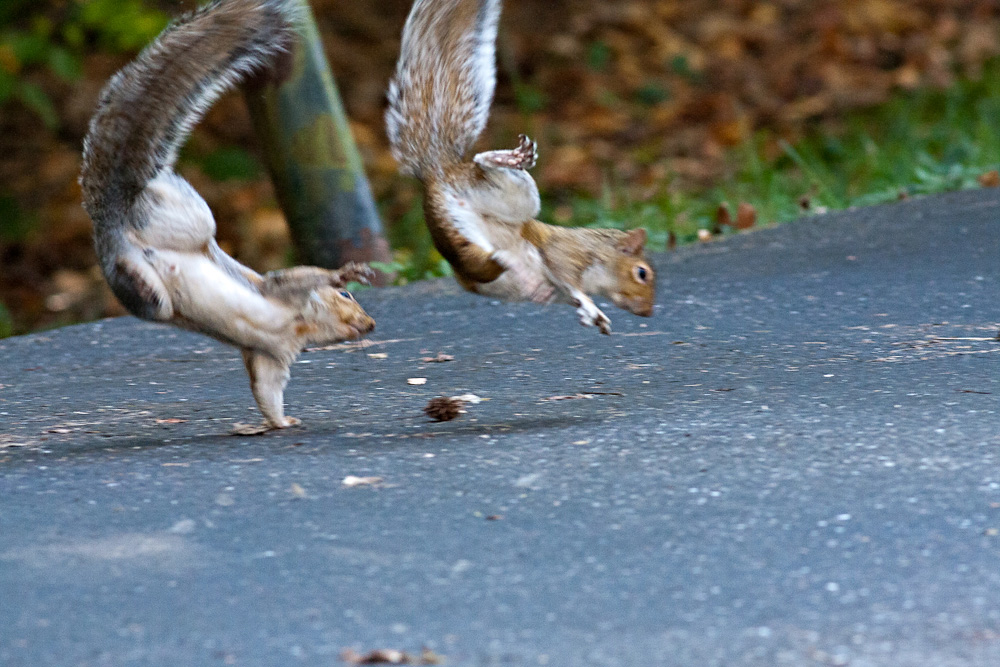 One Day at a Time: Squirrels Acting Squirrelly