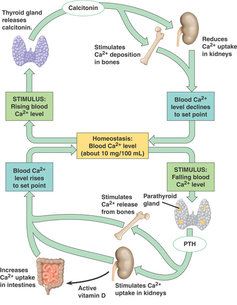 Hormon dan Homeostatis - Generasi Biologi