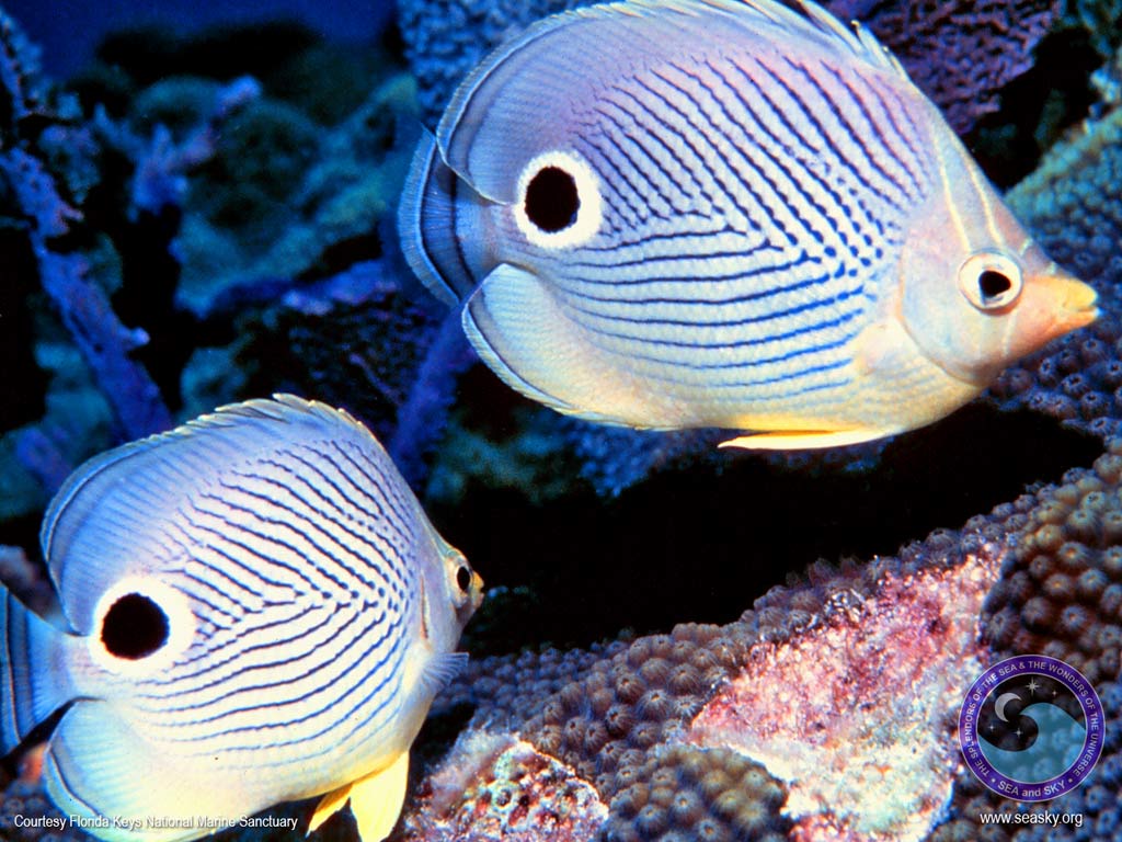 Beautiful Fish Wallpapers ~ Landscape Wallpapers|HD Wallpapers|Nature ...
