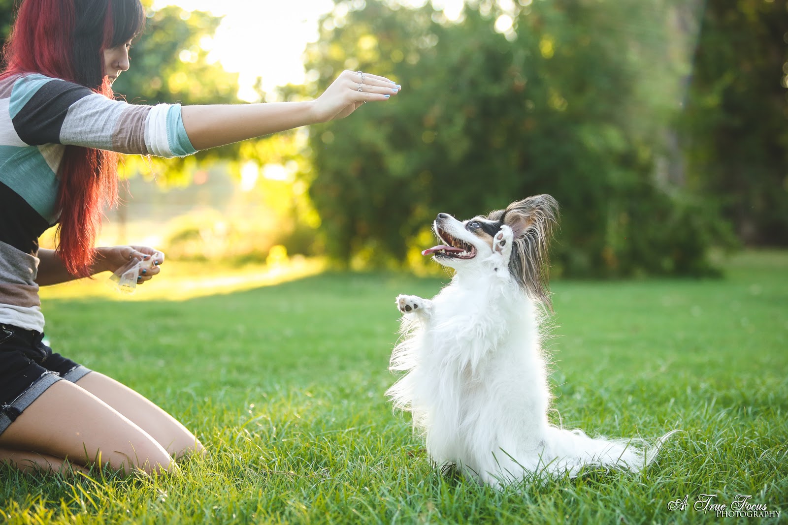 A True Focus Photography: Gypsy {dog and pet photography}