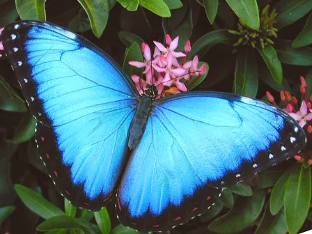 Mariposa Morfo Azul