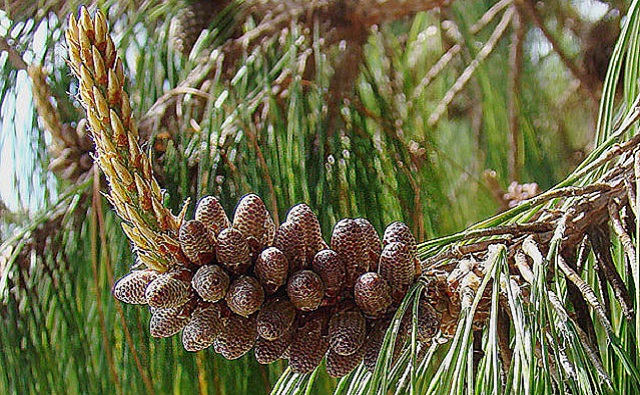 Pino mexicano amarillo: Pinus patula | Plantas rioMoros