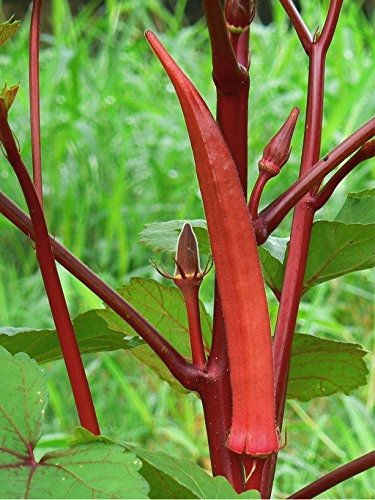 How To Grow Okra