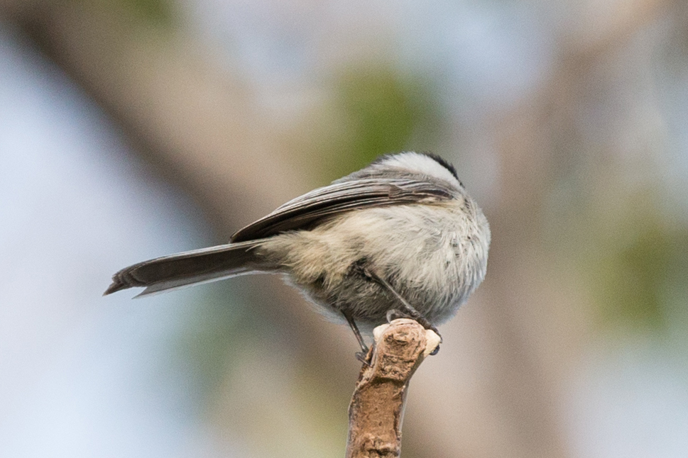 PeregrinePrints not dot com ... Blog: Hybrid Carolina X Black-capped ...