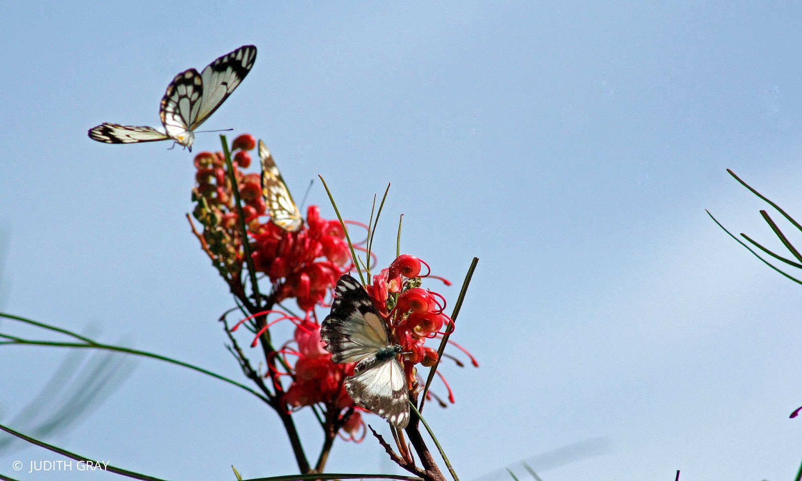 Caper White Butterfly Migration 2016