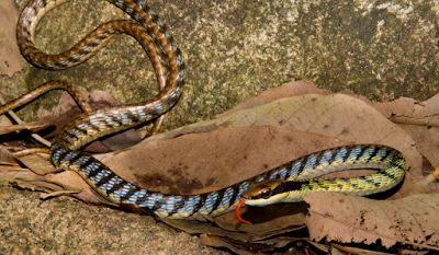 Ular Asli Indonesia: Mengidentifikasi Ular