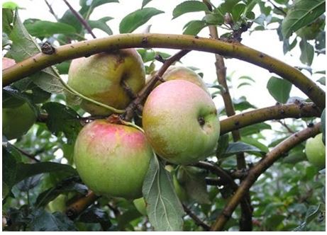 AROUND THE WORLD FOR FRUITS, FRIENDS AND NEW EXPERIENCES: TAKING APPLE ...